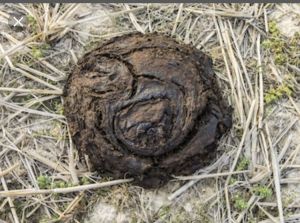 Cow Pies for EasterSidetracked Sisters